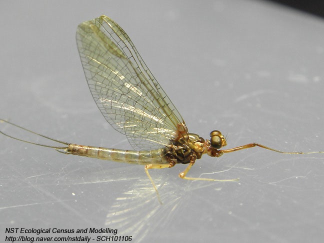 흰부채하루살이(Epeorus nipponicus) - 수컷 성충 : 네이버 블로그