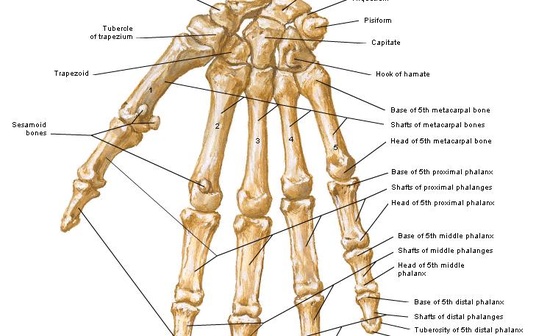 손(hand)의 해부학 1. : 네이버 블로그