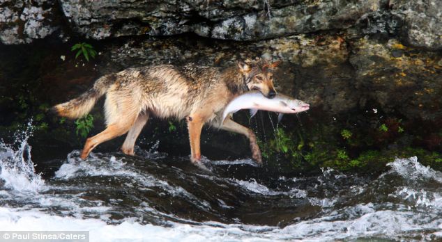 wolf catches a salmon using fishing technique copied from a bear : 네이버 블로그