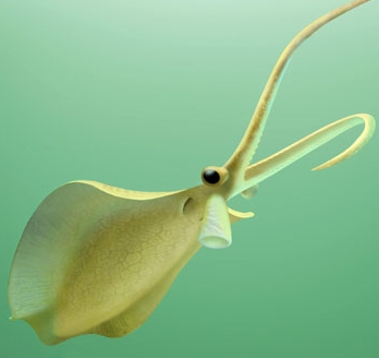 넥토카리스 [Nectocaris] : 네이버 블로그