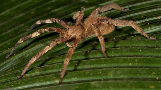 phoneutria spp : 네이버 블로그