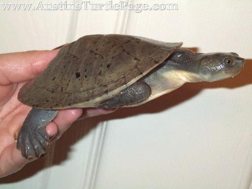 New Guinea Snapping Turtle : 네이버 블로그