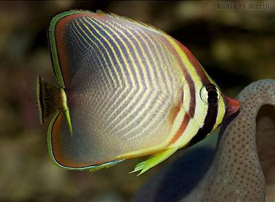 동 트라이앵글 나비고기, Eastern triangle butterflyfish - Chaetodon Baronessa (작성중 ...