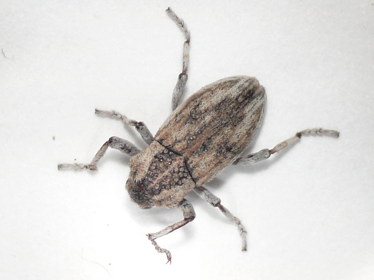길쭉바구미아과 - Apleurus angularis (LeConte, 1859) : 네이버 블로그