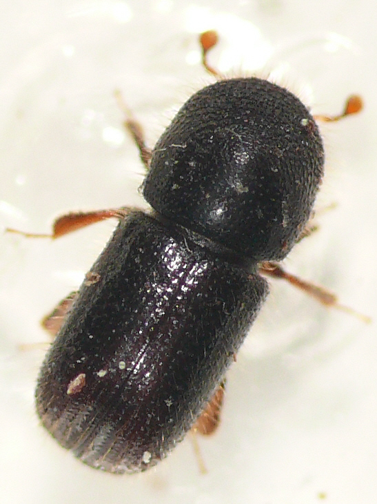 나무좀과 - Xyleborus sp. : 네이버 블로그