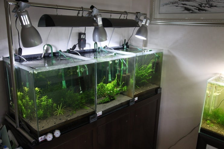 ADA SOLAR-1 메탈등 분양~ : 네이버 블로그