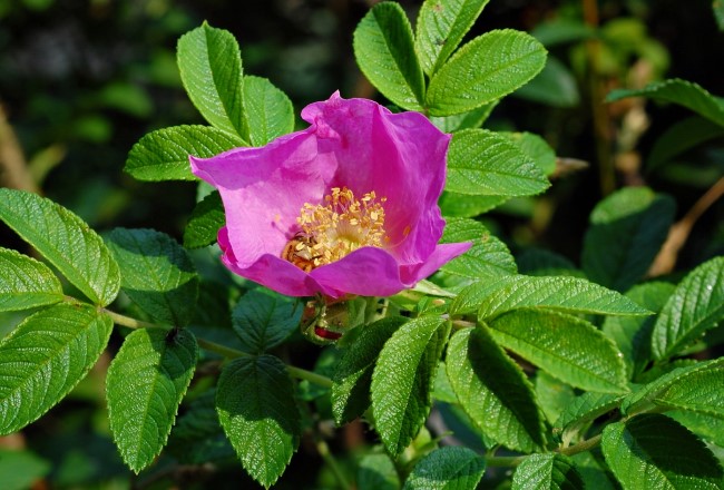 해당화(매괴화, 玫瑰花), Rosa rugosa Thunb. var. rugosa : 네이버 블로그