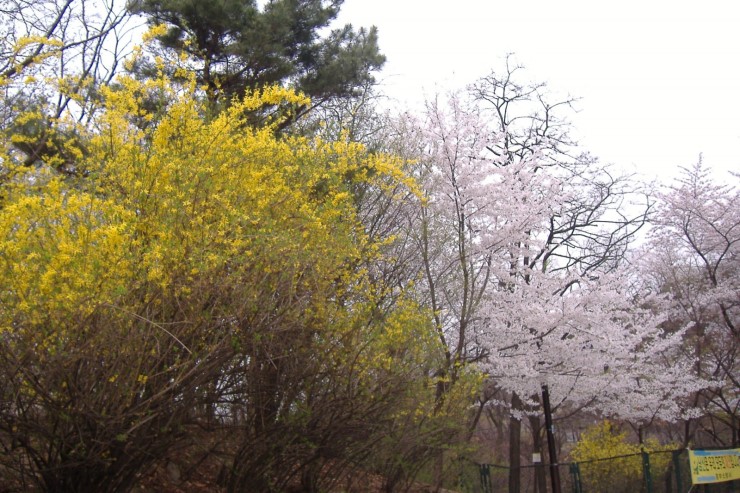 봄 - 토마스 내쉬 (Spring - Thomas Nash) : 네이버 블로그