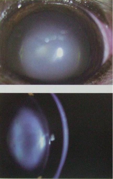 핵경화증 (nuclear sclerosis)/안과 동물병원 : 네이버 블로그