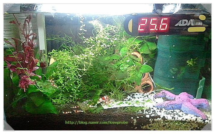 이벤트 당첨 - 수중 디지털 온도계 : 네이버 블로그