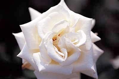 To the Virgins, to make much of time - Robert Herrick : 네이버 블로그