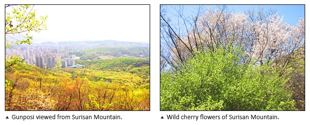 The spring scenery of Surisan Mountain is the most attractive. 수리산은 봄 ...