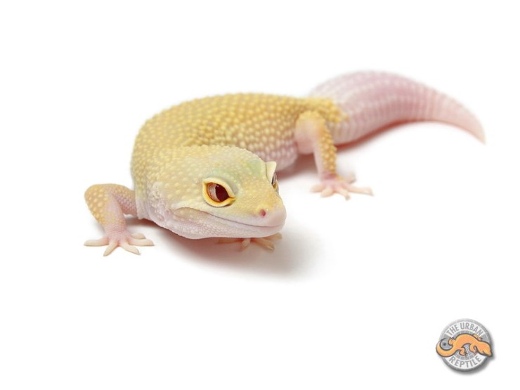 Leopard Gecko Morphs - 레오파드 게코 모프 Vol.3 (Urban Line) : 네이버 블로그