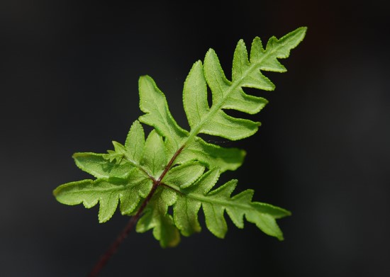 청부싯깃고사리, Cheilanthes argentea for. obscura (Christ) Kitag. : 네이버 블로그