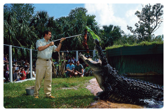 가장 유명했던 5.5m 바다악어 '고멕'(Gomek) : 네이버 블로그