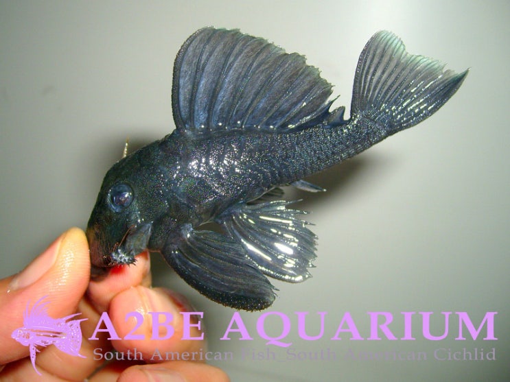 블루핀 파나크 L239 [Part-1] : 네이버 블로그