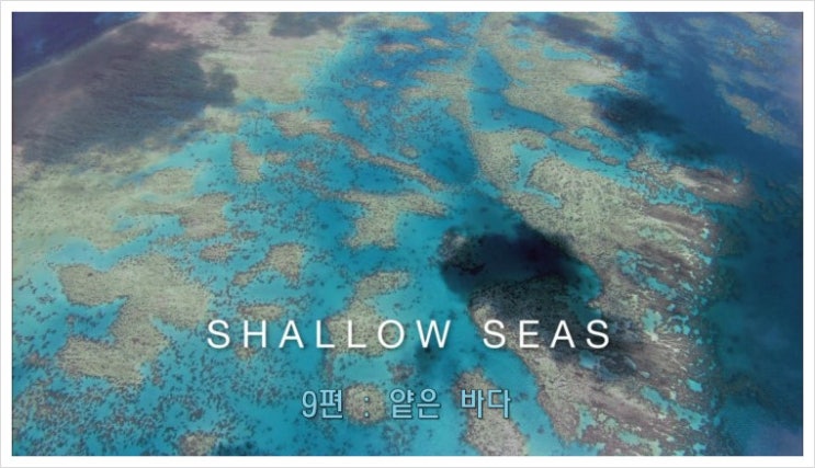 [살아있는 지구] 제9편 - 얕고 풍성한 바다, 천해 (Shallow Seas) : 네이버 블로그
