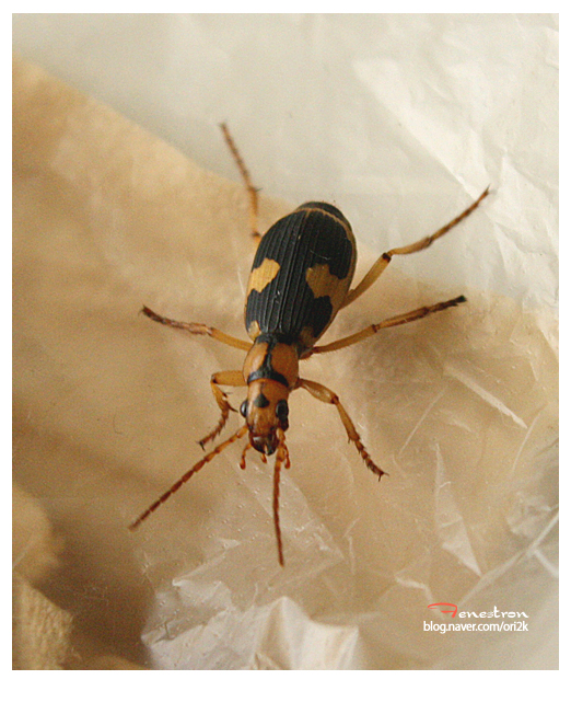폭탄먼지벌레(Pheropsophus jessoensis) : 네이버 블로그