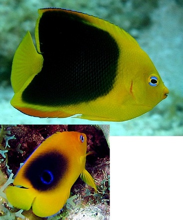 Holacanthus tricolor - Rock Beauty Angelfish : 네이버 블로그