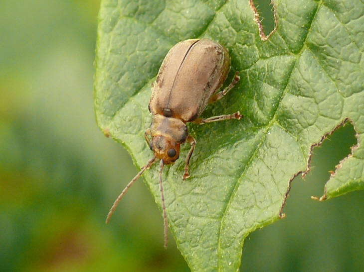 긴더듬이잎벌레아과 - Viburnum Leaf Beetle : 네이버 블로그