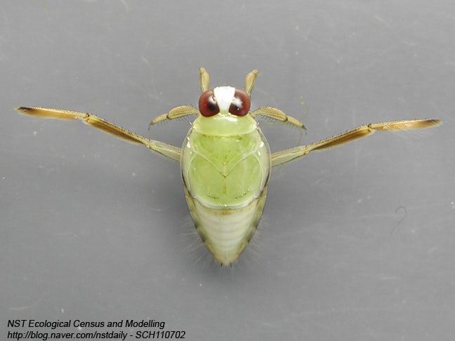 송장헤엄치게(Notonecta triguttata Motsch.) - 유충 : 네이버 블로그