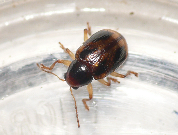 꼽추잎벌레아과 - Strawberry Rootworm : 네이버 블로그