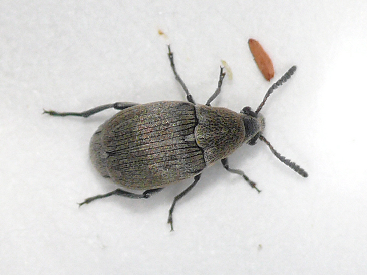 콩바구미아과 - Acanthoscelides sp. : 네이버 블로그