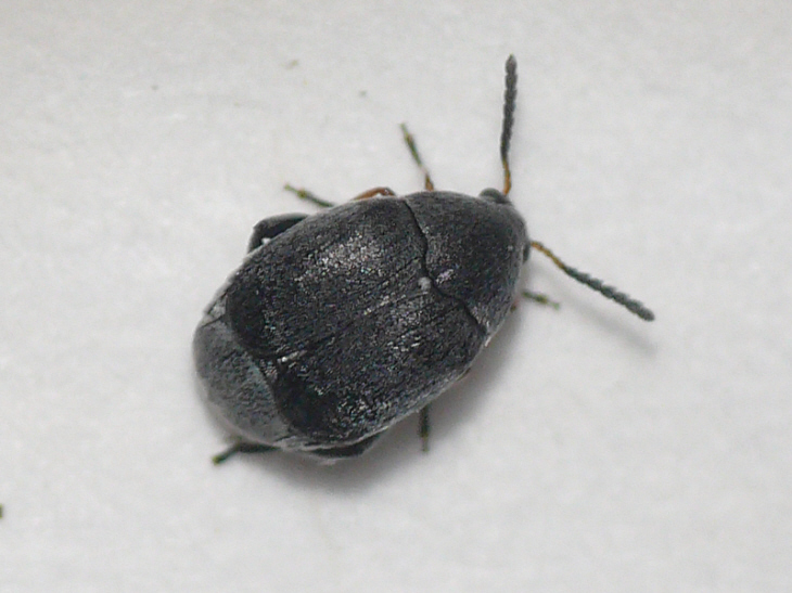 콩바구미아과 - Stator pruininus (Horn, 1873) : 네이버 블로그