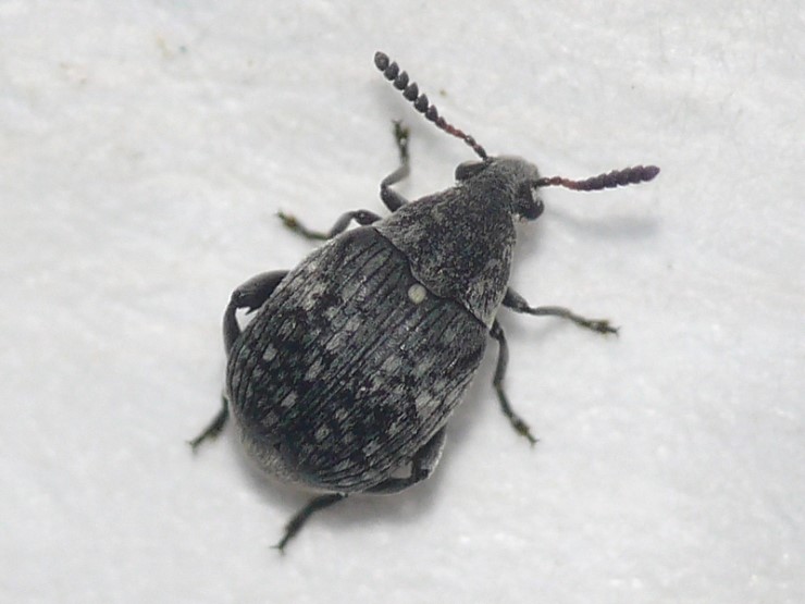 콩바구미아과 - Acanthoscelides alboscutellatus (Horn, 1873) : 네이버 블로그