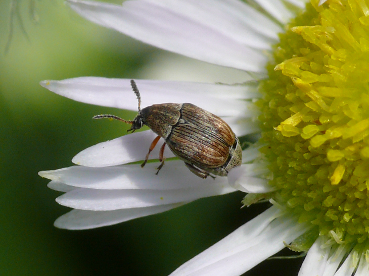 가시다리콩바구미 : 네이버 블로그
