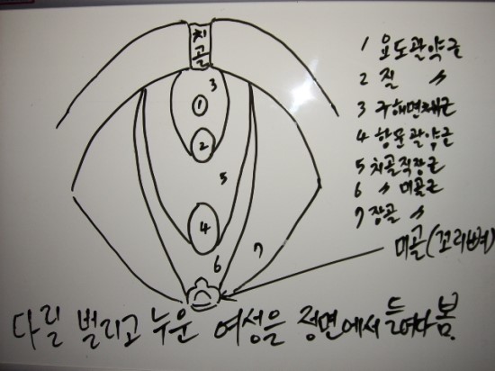 여성 생식기 해부학 5 명기로 단련하는 방법 네이버 블로그