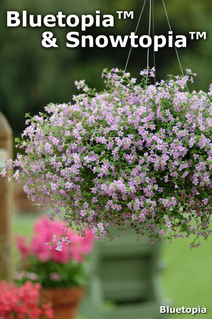 Bacopa(Sutera) Bluetopia™ & Snowtopia™ : 네이버 블로그