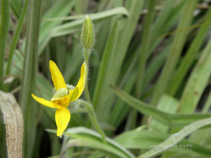 Hypoxis setosa (히폭시스 세토사) : 네이버 블로그