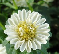 행복과 초점주의(focalism) : 네이버 블로그