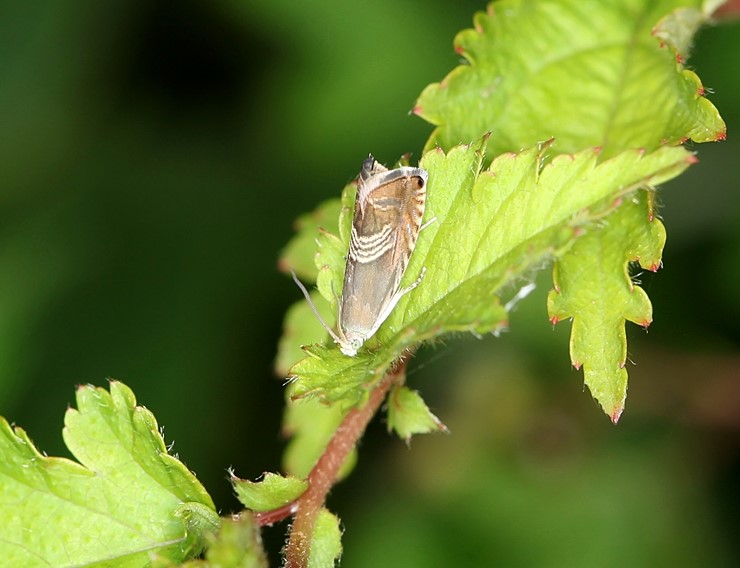 네줄애기잎말이나방 : 네이버 블로그