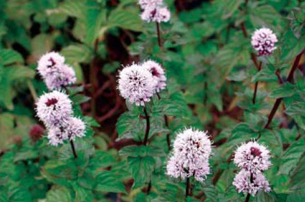 민트 Mint : 네이버 블로그