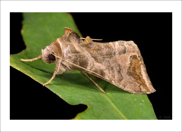 오이금무늬밤나방(Anadevidia peponis) - 성충 : 네이버 블로그