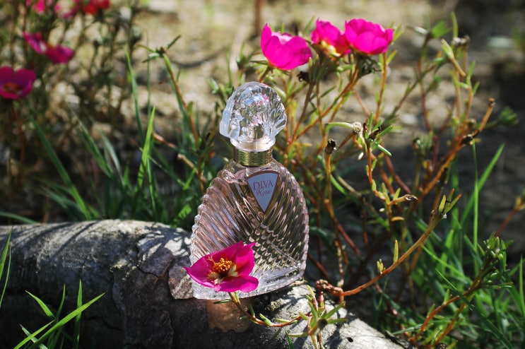 아프로디테의 장미 : 디바 로즈(Diva Rose) : 네이버 블로그