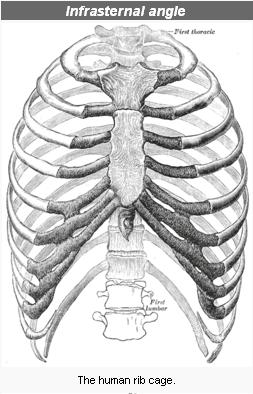 [늑골]하흉각(Infrasternal angle) : 네이버 블로그