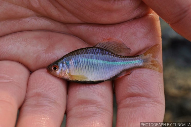 떡납줄갱이 Rhodeus notatus Nichols,1929 : 네이버 블로그