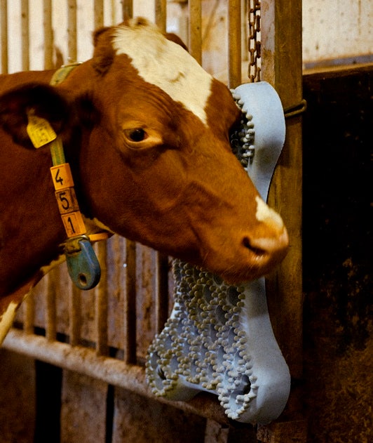 제품 디자인- 소도 언덕이 있어야 비빈다, 'Care for Cows' : 네이버 블로그