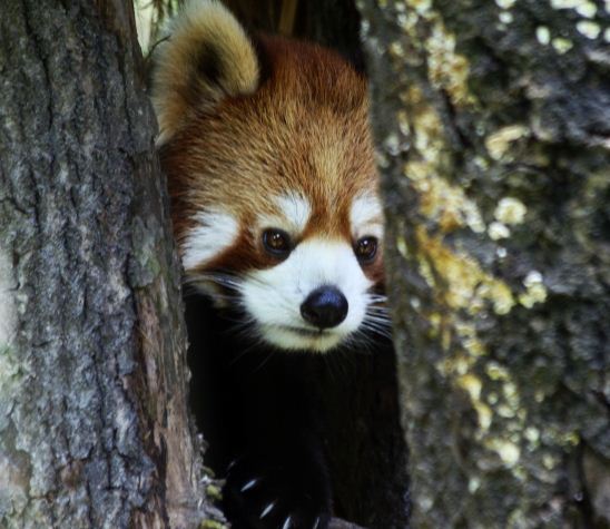 랫서팬더(Lesser Panda) : 네이버 블로그