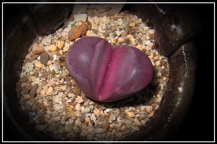 c287 루비 : 네이버 블로그