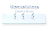 [ArrayIt] SuperNitro Substrate Slides - 코아사이언스 : 네이버 블로그