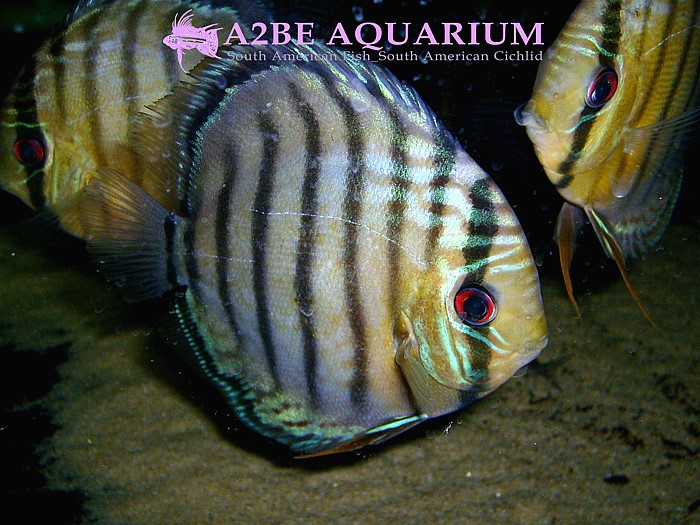 Discus wild GREEN TEFE Type-A : 네이버 블로그