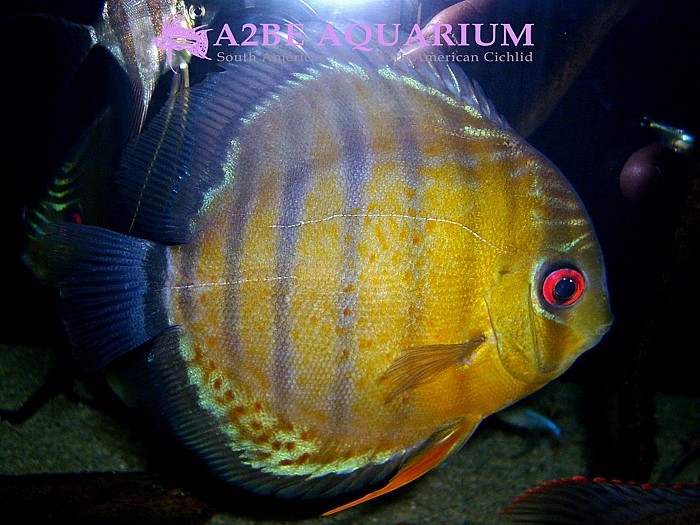 Discus wild GREEN TEFE Type-C : 네이버 블로그