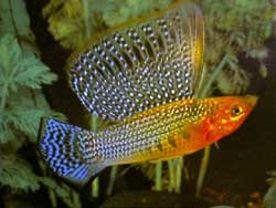 Poecilia velifera (Mexican Sailfin Molly) : 네이버 블로그