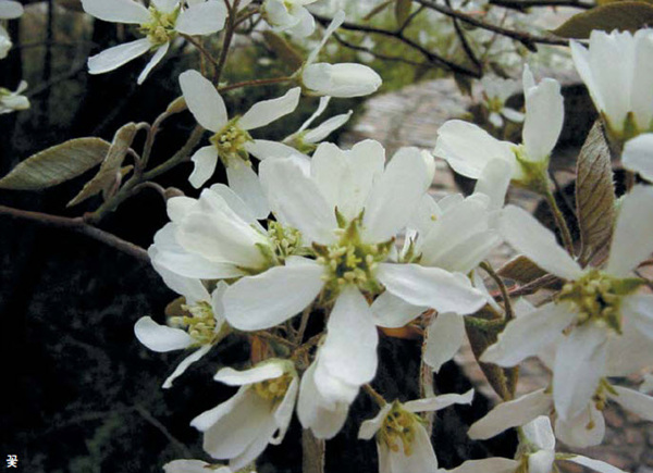 채진목_Asian Serviceberry : 네이버 블로그