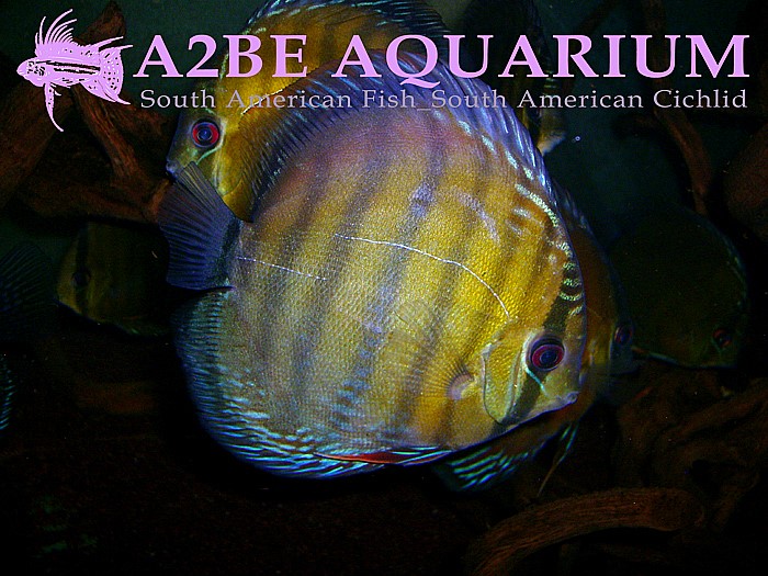 Discus wild BLUE NHAMUNDA MARACAN : 네이버 블로그