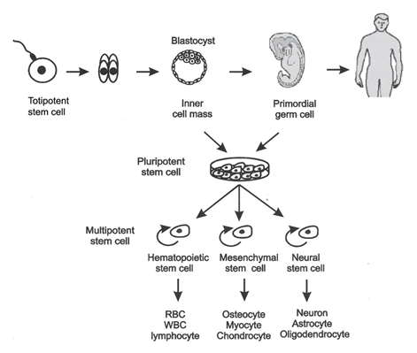 줄기세포 개념정리 - 전능성(Totipotent), 만능성(Pluripotent), 다능성(Multipotent) : 네이버 블로그
